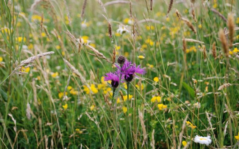 Garden Design - Barry Holdsworth - Garden Design and Consultancy