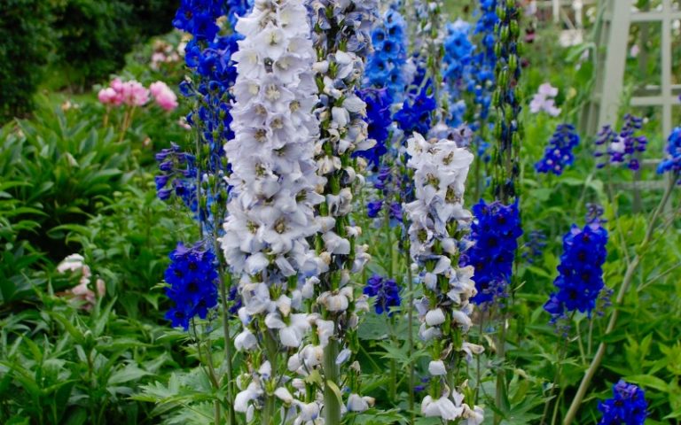 Garden Design - Barry Holdsworth - Garden Design and Consultancy